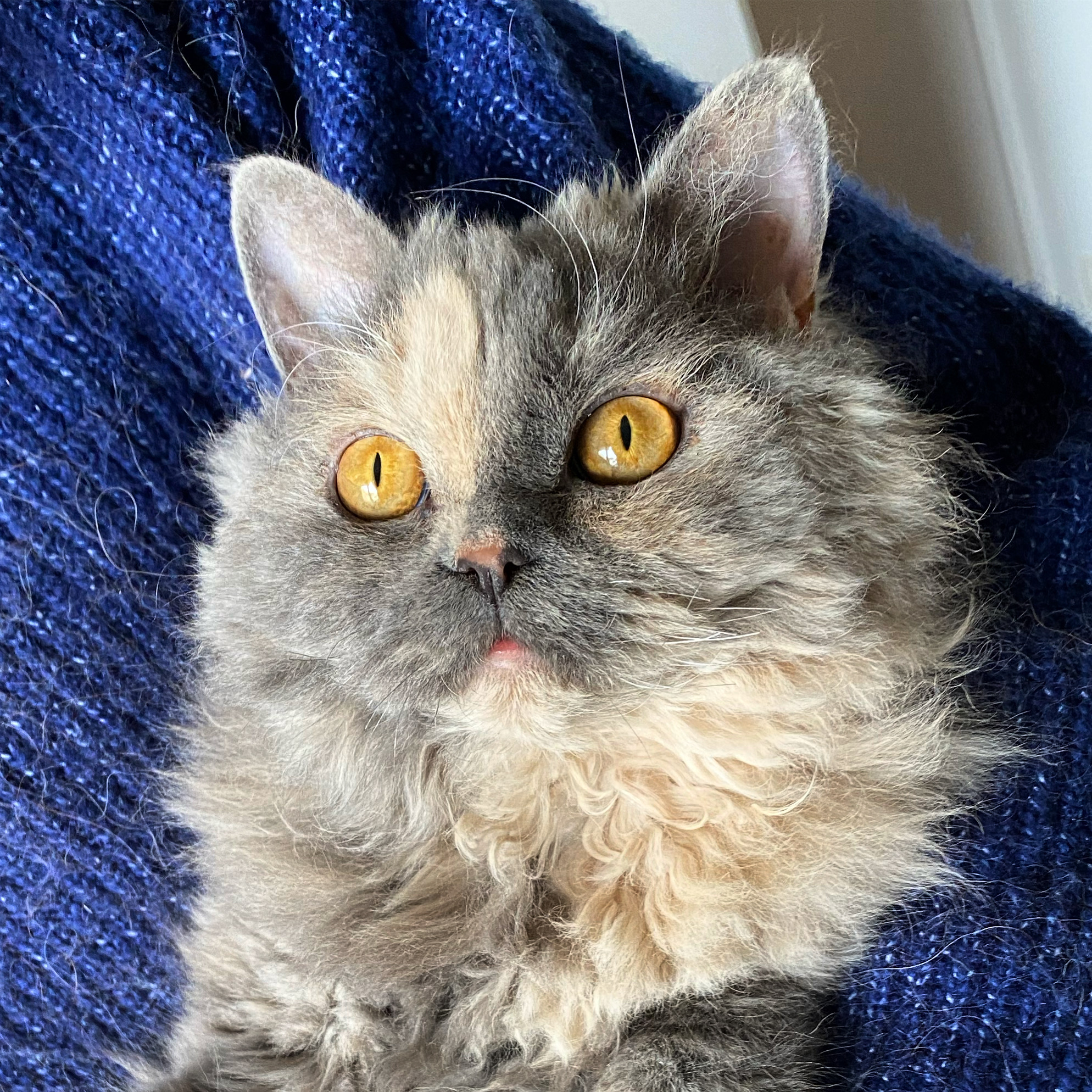 Joy my Soul Eva - Chat Selkirk Rex Longhair Oise
