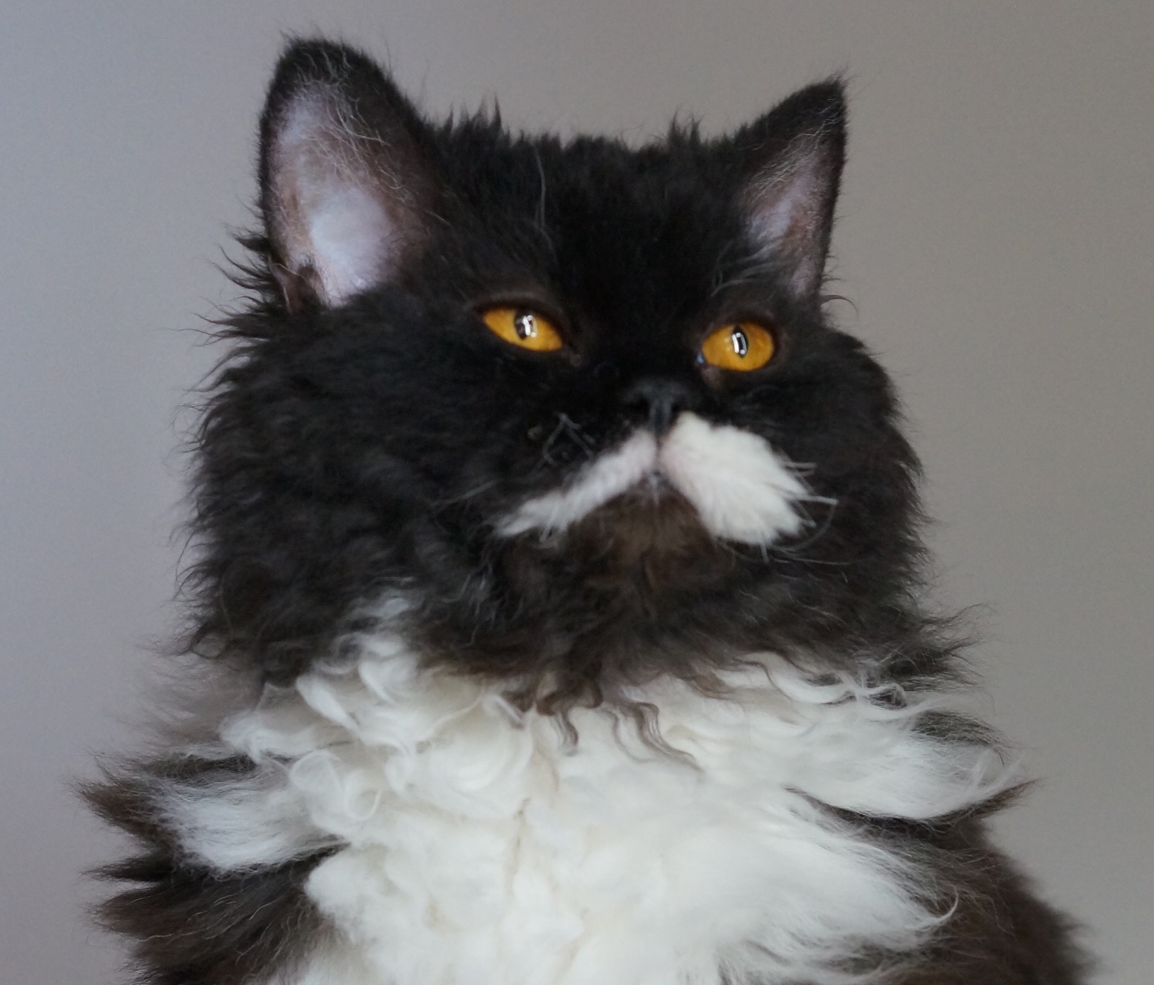 Silverdust Fiona - Chat Selkirk Rex Longhair Oise