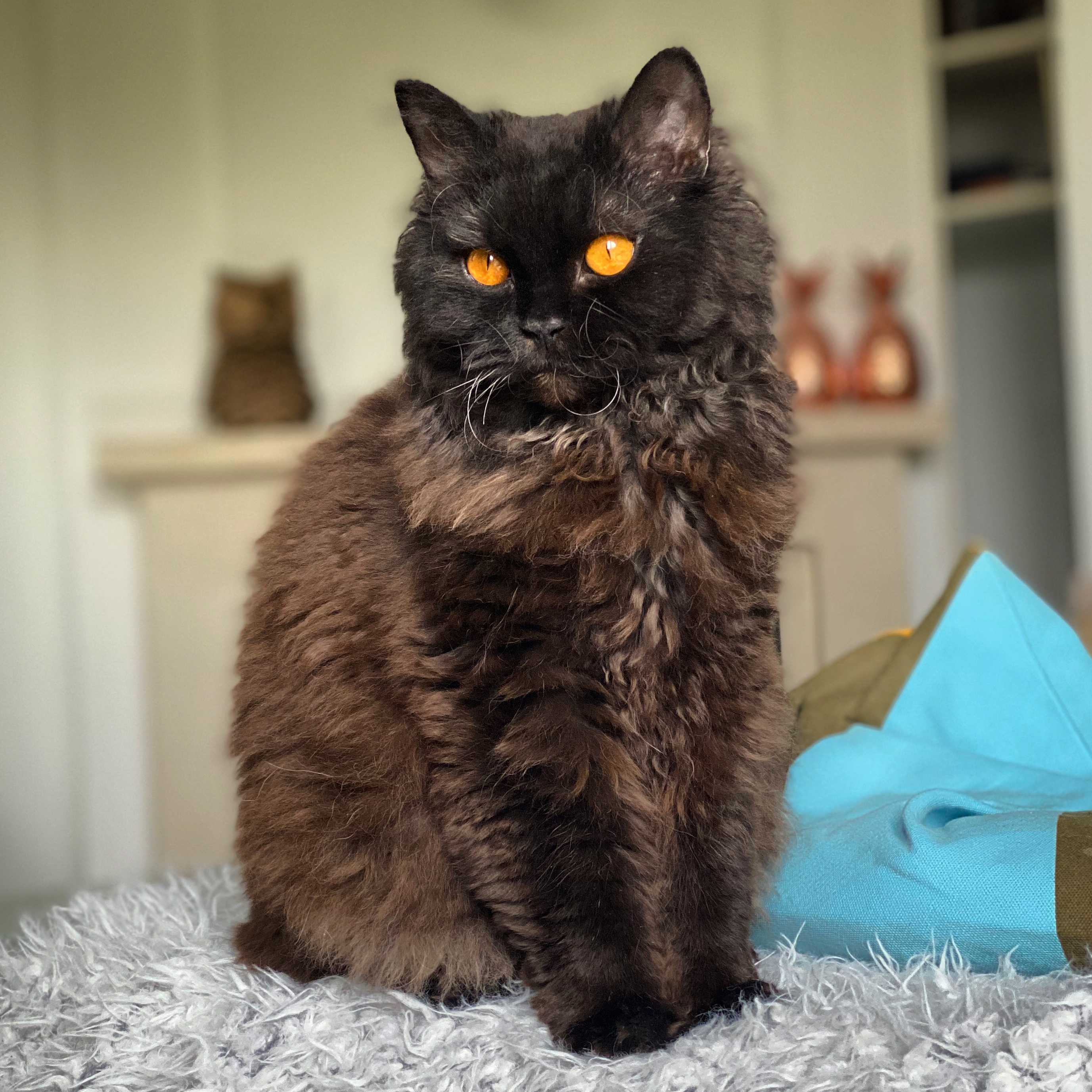 Perle des Terres Brumeuses - Chat Selkirk Rex Longhair Oise