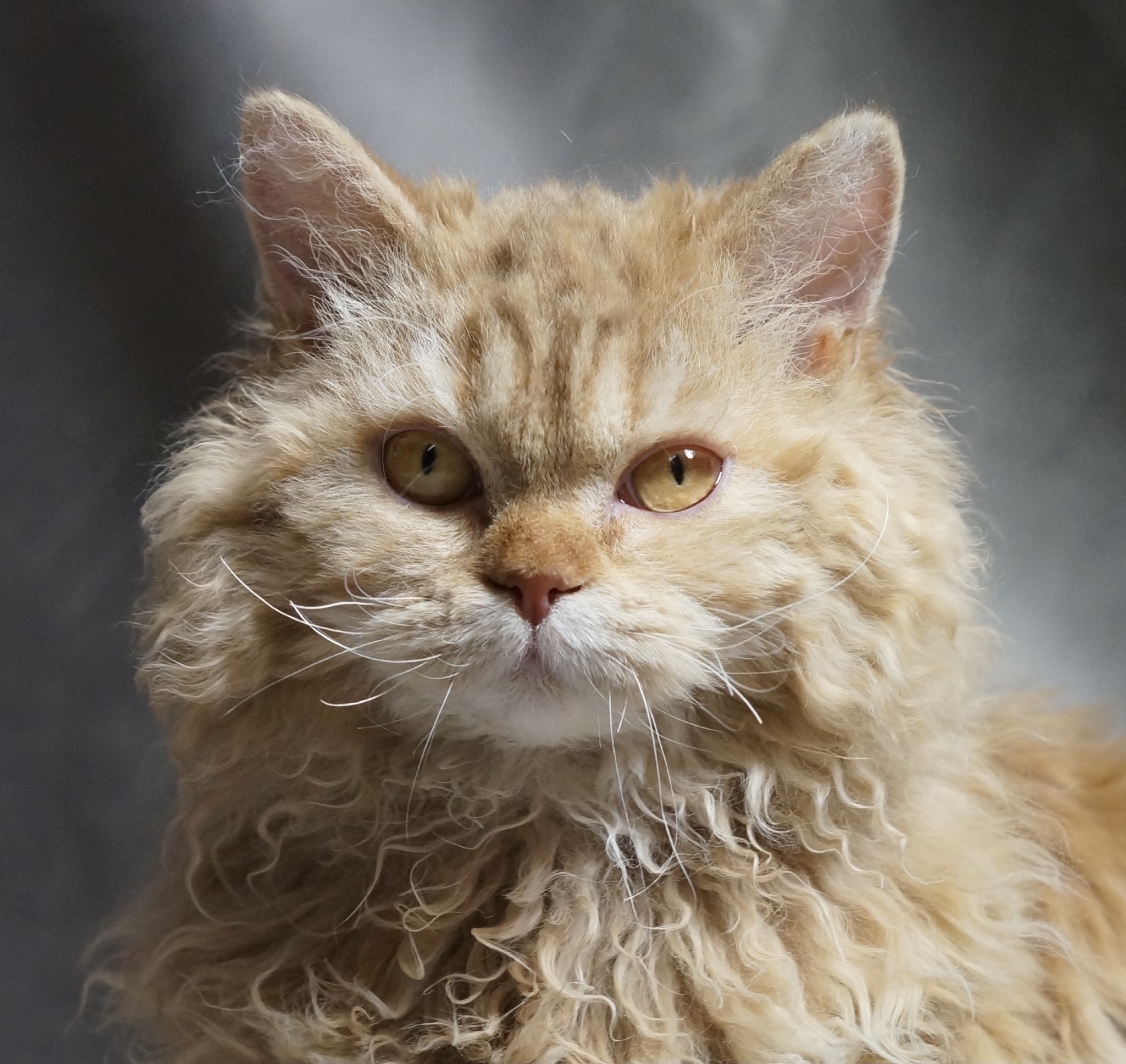 Runaway Baby de Mirkwood - Chat Selkirk Rex Longhair Oise